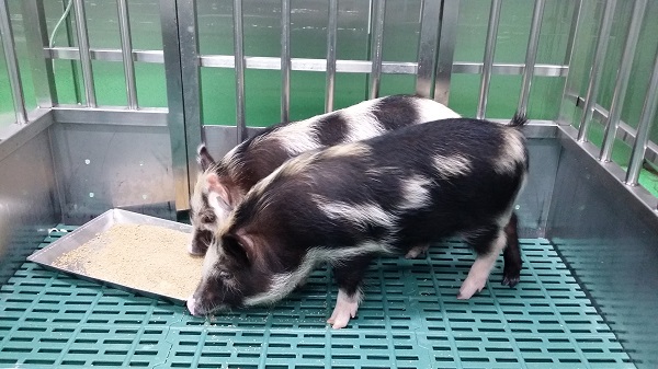 Xenotransplantation Research Center to transplant pig’s cornea into man