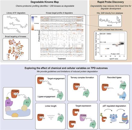 3 medical scientists offer kinase-PROTAC map for new drug developers