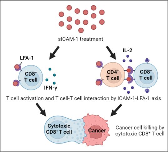 Genome&Company finds new target to improve cancer immunotherapy