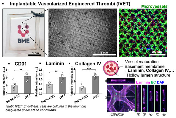 UNIST researchers develop scar-free wound healing technology with ...