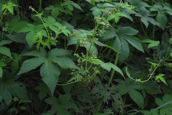 Patent filed for using Asian indigenous plant as hair loss treatment