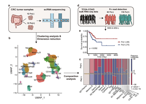 Oral bacterium Fn found to worsen colorectal cancer prognosis ...