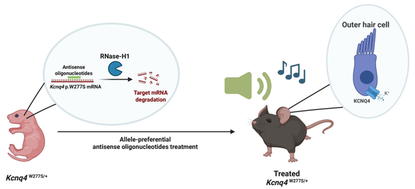 Antisense oligonucleotide therapy restores hearing in genetic deafness ...