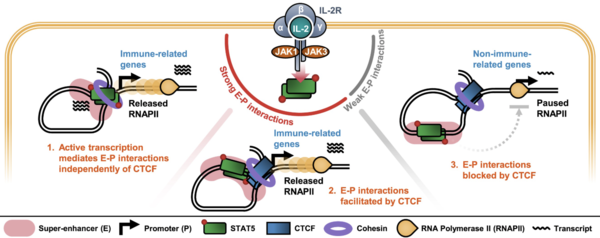 DNA folding may help explain uneven response to JAK inhibitors in ...