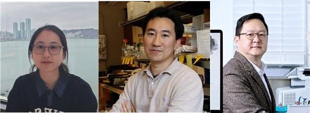 KAIST, UC San Diego identify neural circuit linked to cocaine-seeking ...