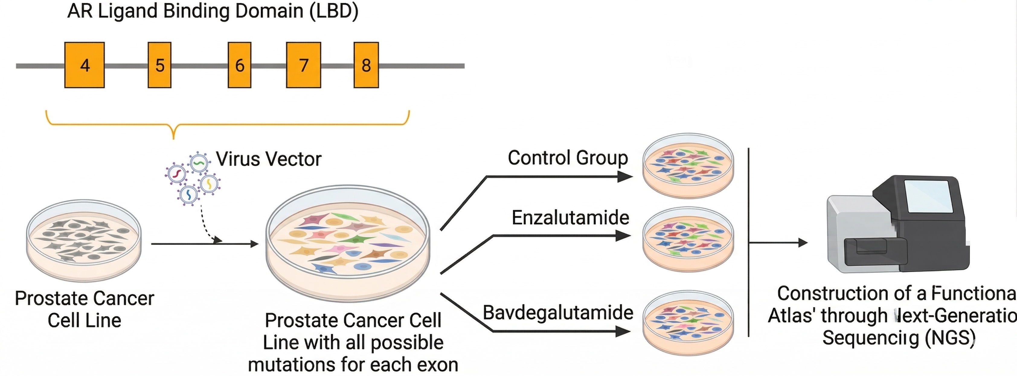 Yonsei researchers map androgen receptor mutations to predict prostate ...