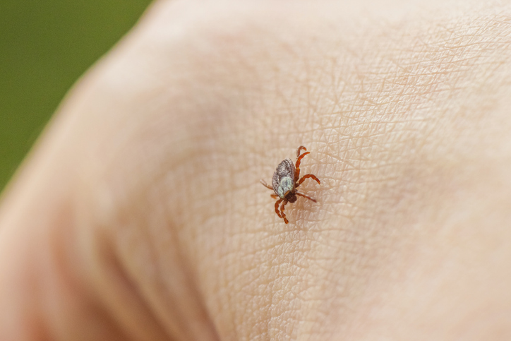 Korea reports 1st locally acquired Oz virus infection
