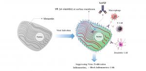 ImmuneMed tests new drug candidate VSF on COVID-19 patients