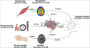 Researchers identify link between muscle loss and cognitive decline ...