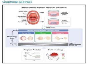 Korean researchers develop new classification system for oral cancer’s ...